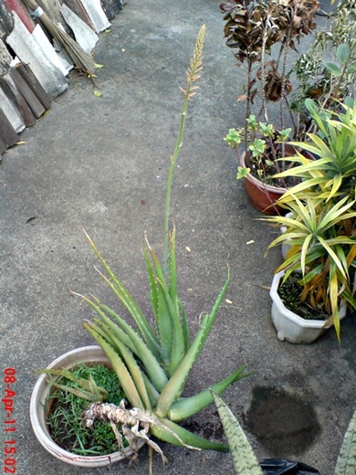 Medicinal Plant: Aloe vera (Lidah Buaya)
